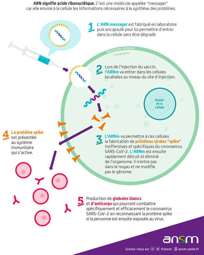 Vaccins à ARN messager, comment ça marche ? - ADPS